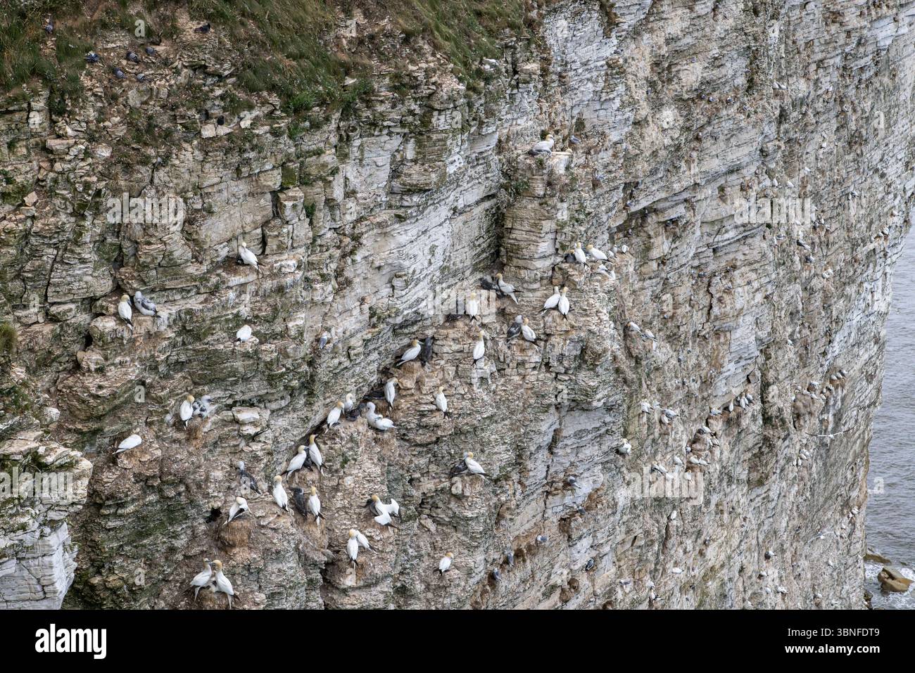 A spectacular view of nesting seabirds on the dramatic cliffs of ...