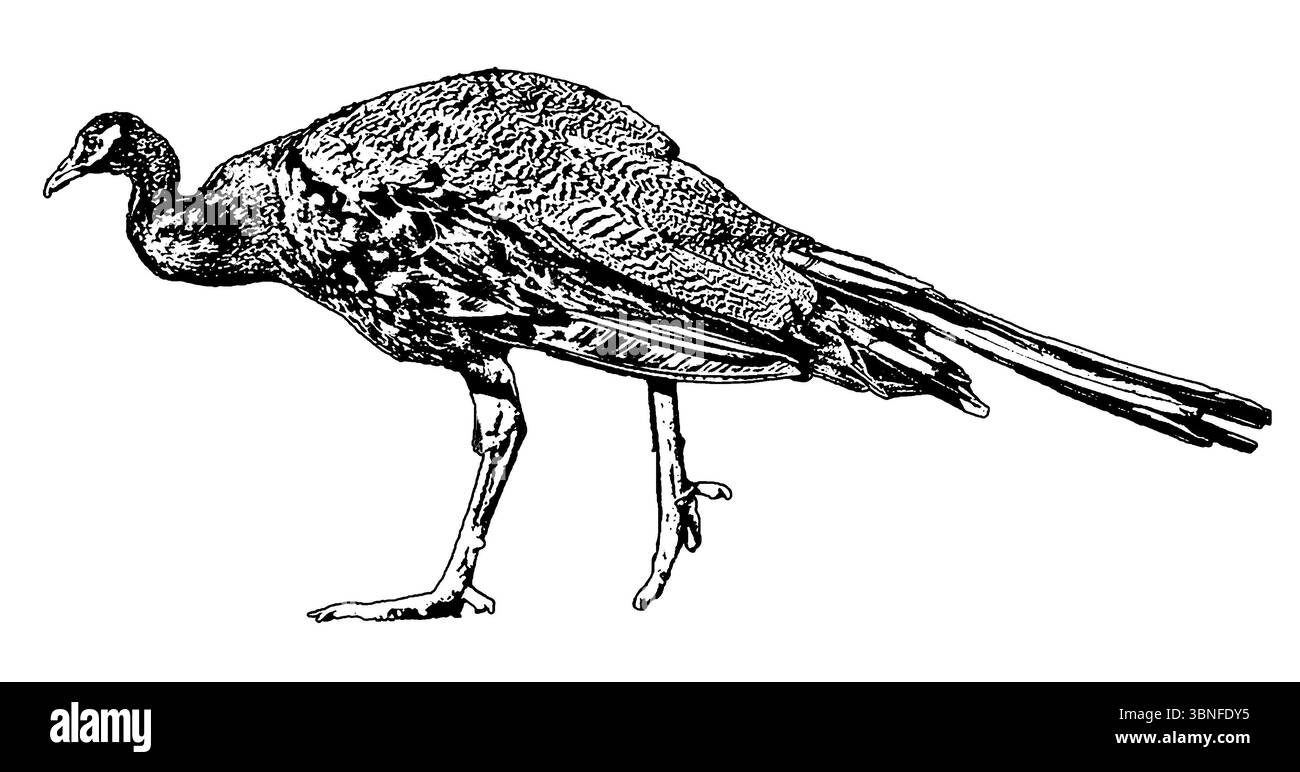 Side view full body portrait of adult peacock isolated black and white ...