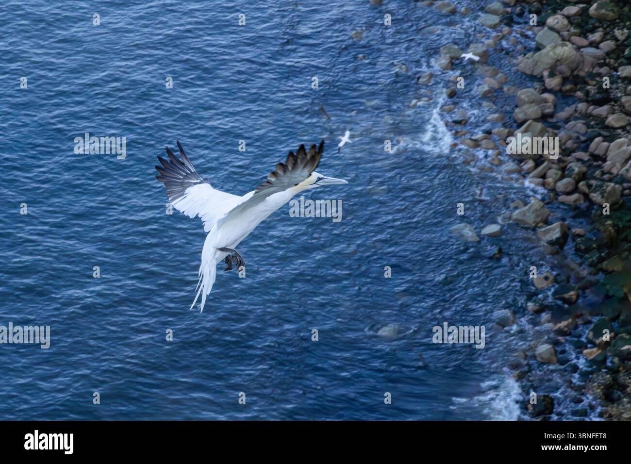 A Northern Gannet in flight over deep blue sea, with rocks visible ...