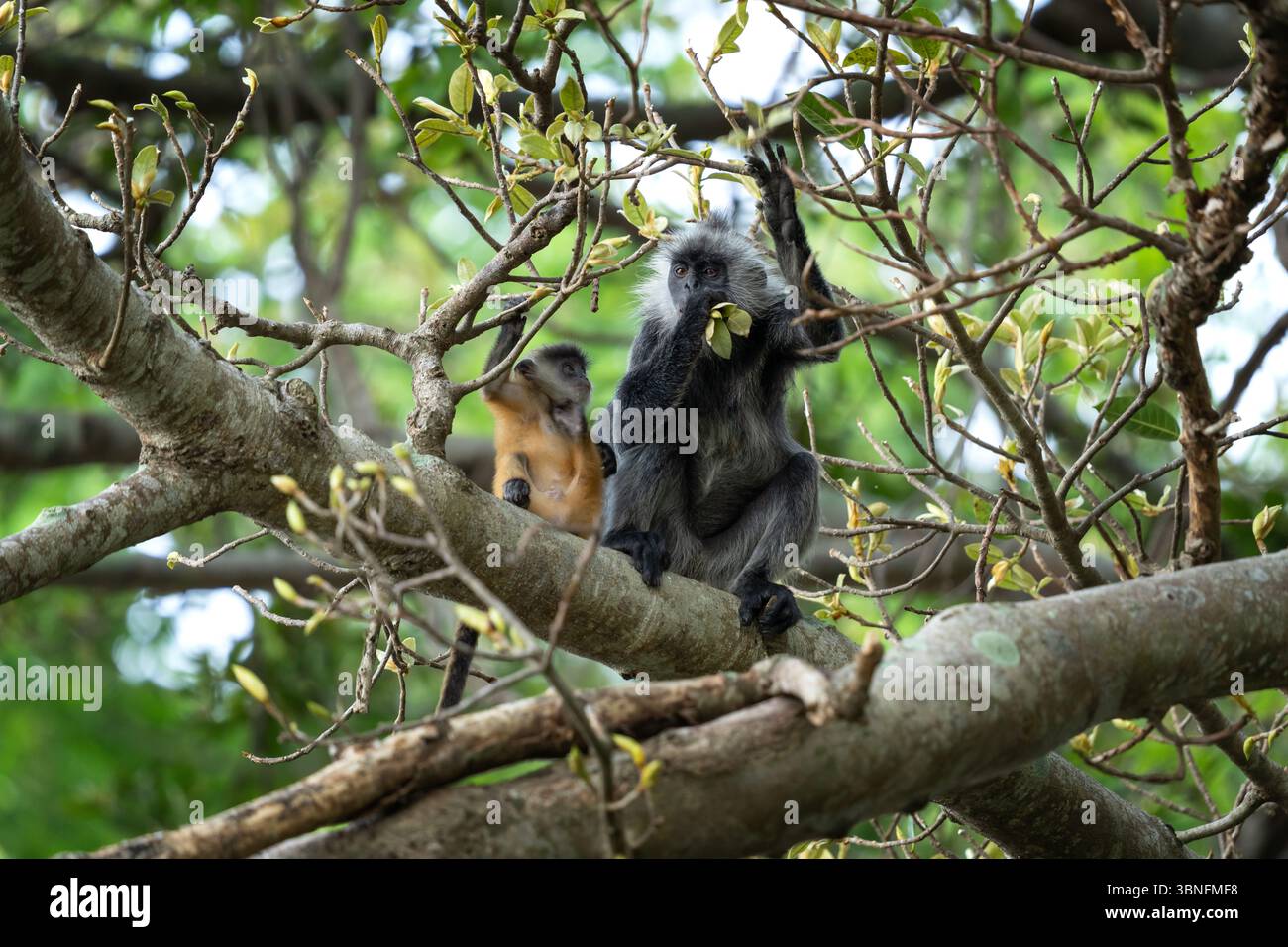 The Indochinese silvered langur with the orange baby on the tree ...