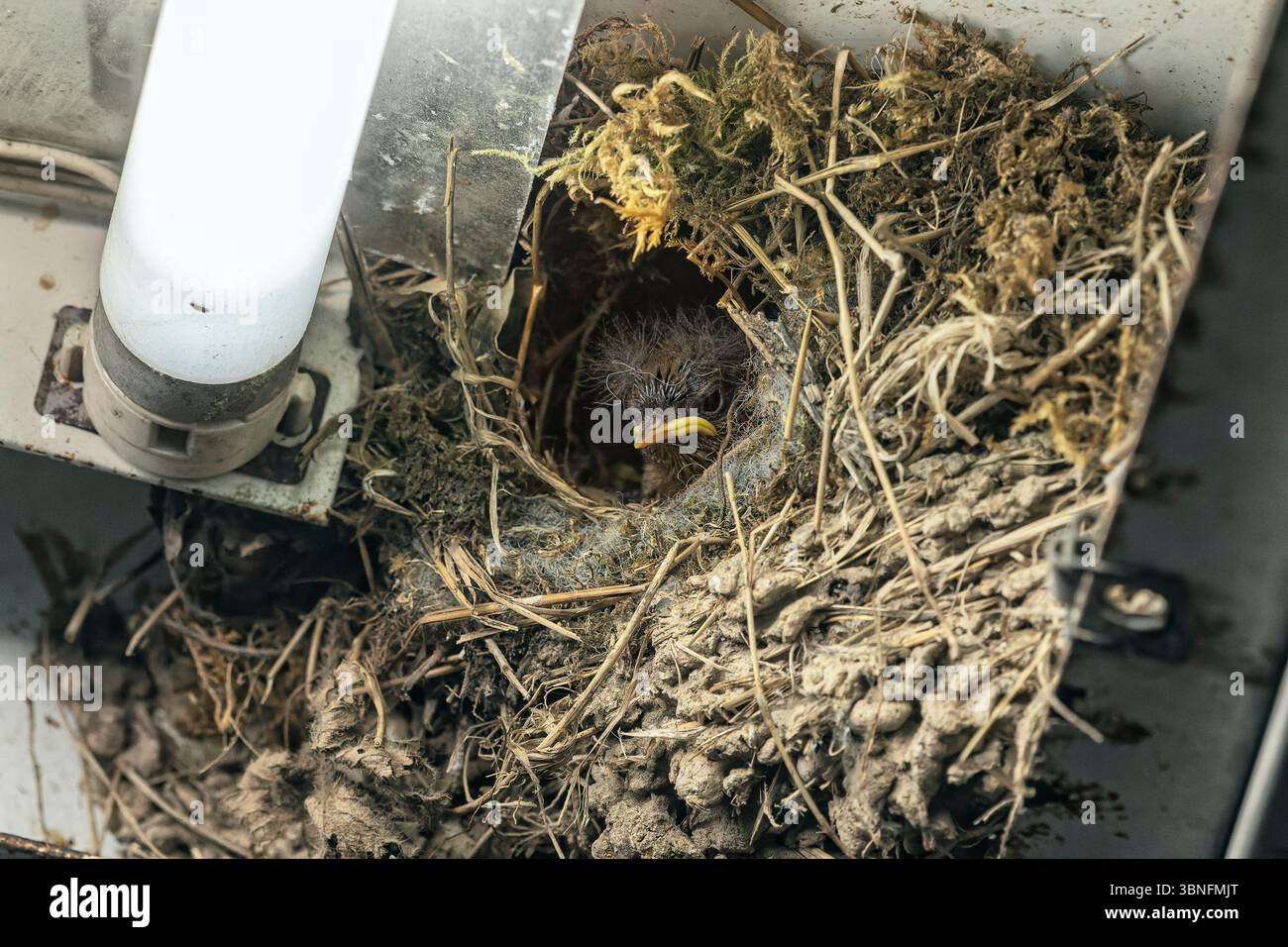 A wren chick rests in a nest ingeniously built inside a daylight lamp ...