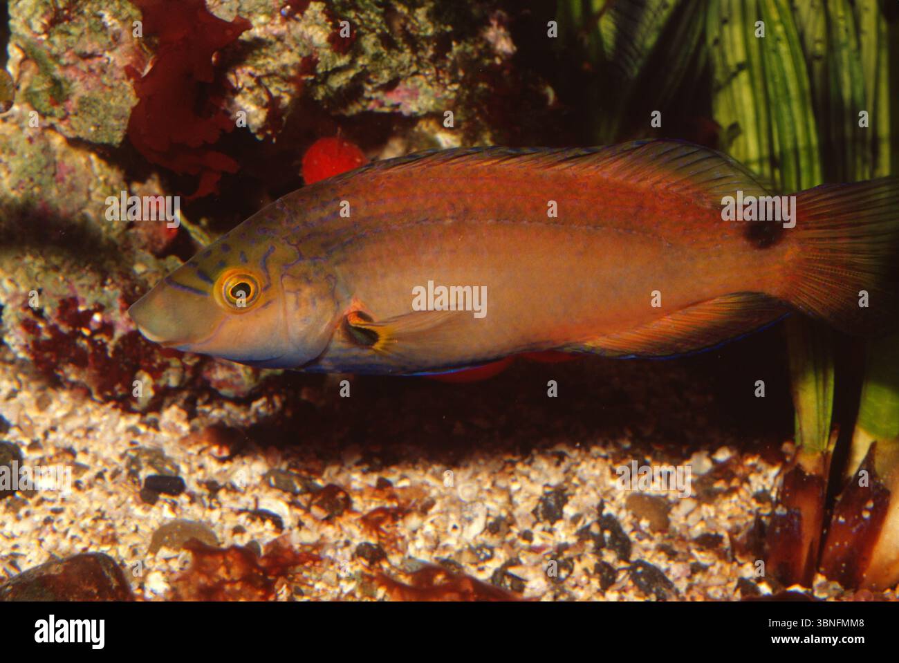 Axillary wrasse, Symphodus mediterraneus, Labridae, Mediterranean Sea ...