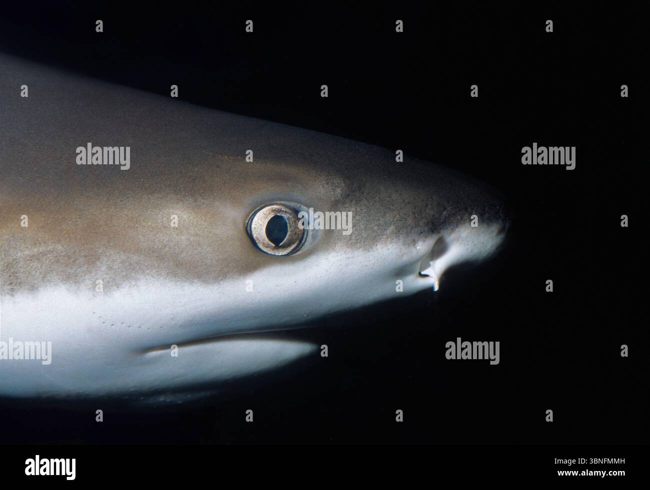 Carcharhinidae sharks roberto nistri hi-res stock photography and ...