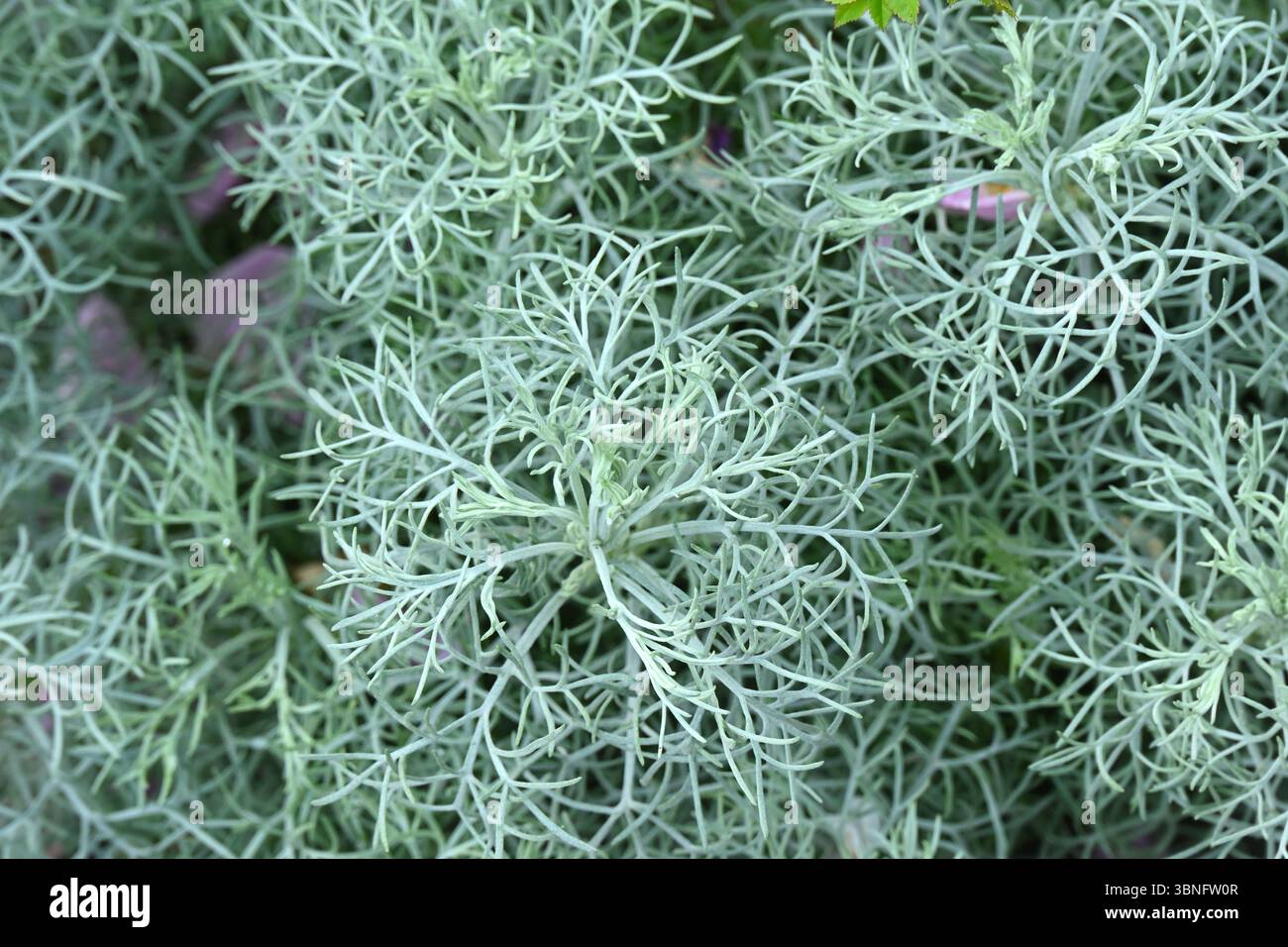 Dissected silver foliage of mugwort, Artemisia alba 'Canescens' UK ...