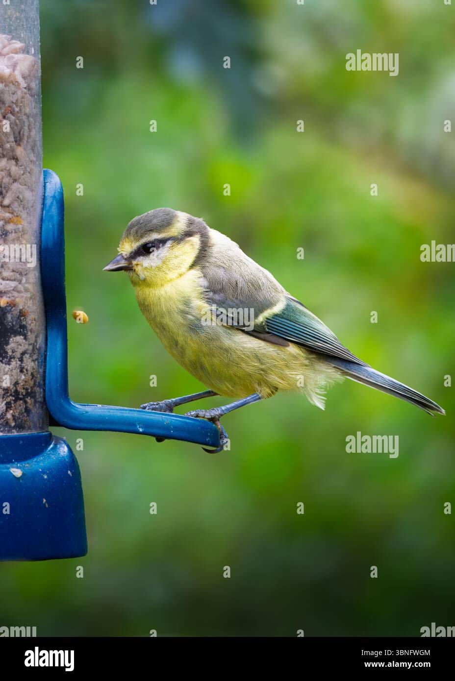 Juvenile Fledgling Blue Tit sitting on a bird feeder and perched ...