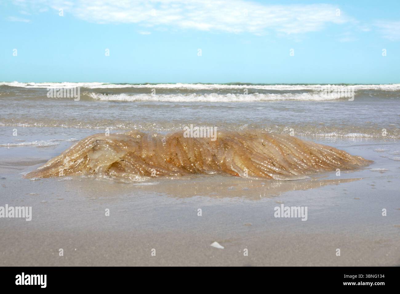 Gelatinous mass containing thousand of small eggs from the European ...