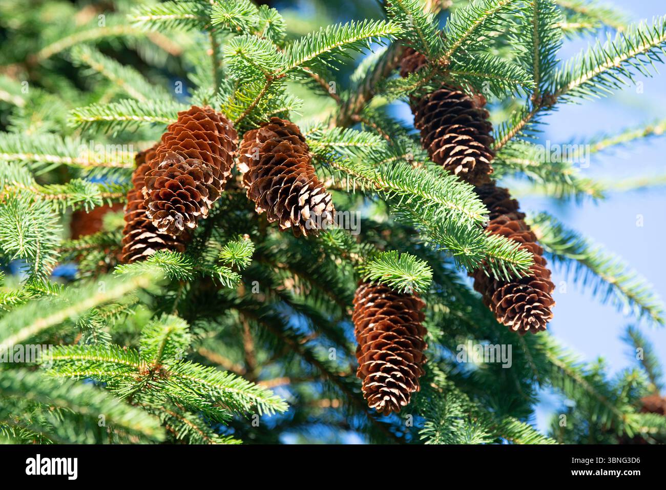 Picea Abies, European Spruce, Downhanging Branchlets, Large Cones ...