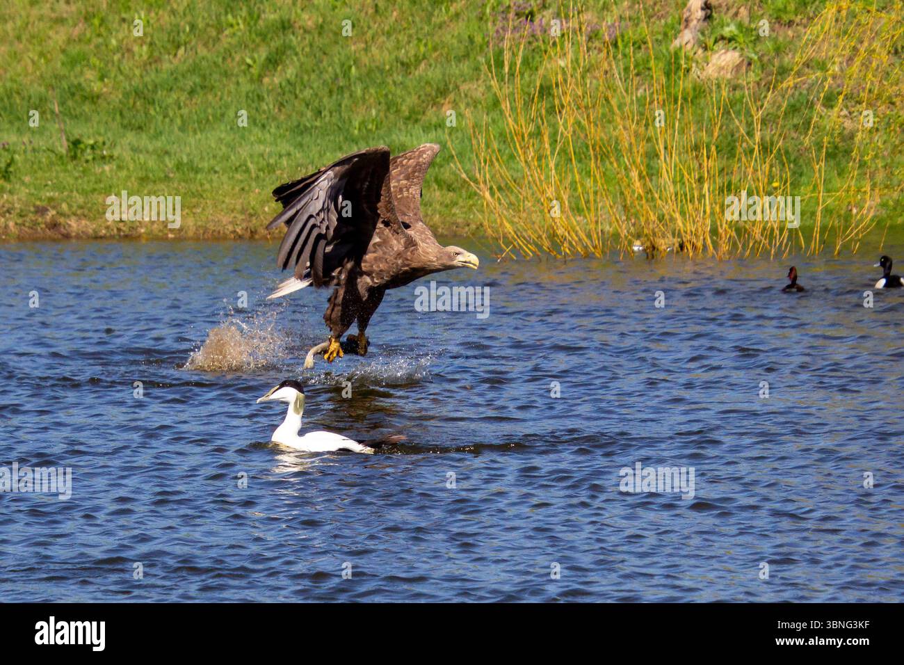 Hungry white-tailed eagle diving and grabbing fish out of the water ...