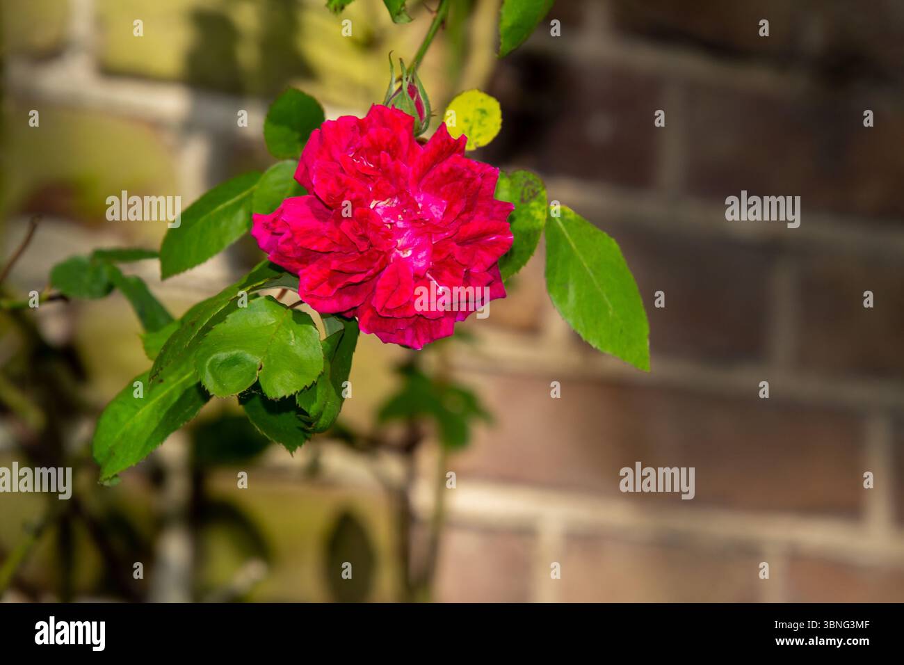 Shadow rose bush in hi-res stock photography and images - Alamy