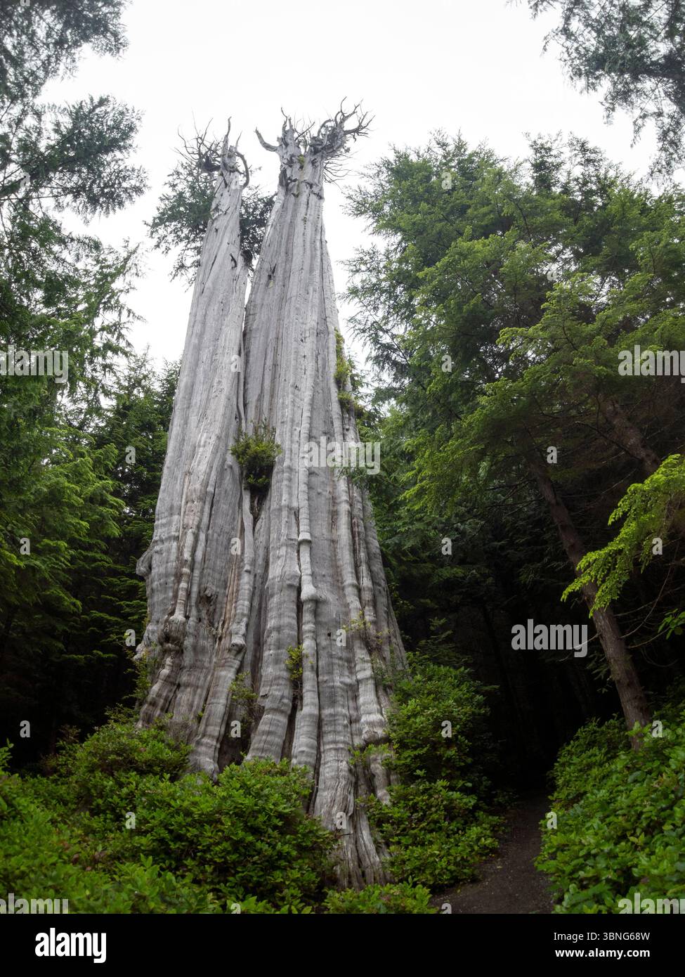 Cedar wood state hi-res stock photography and images - Alamy