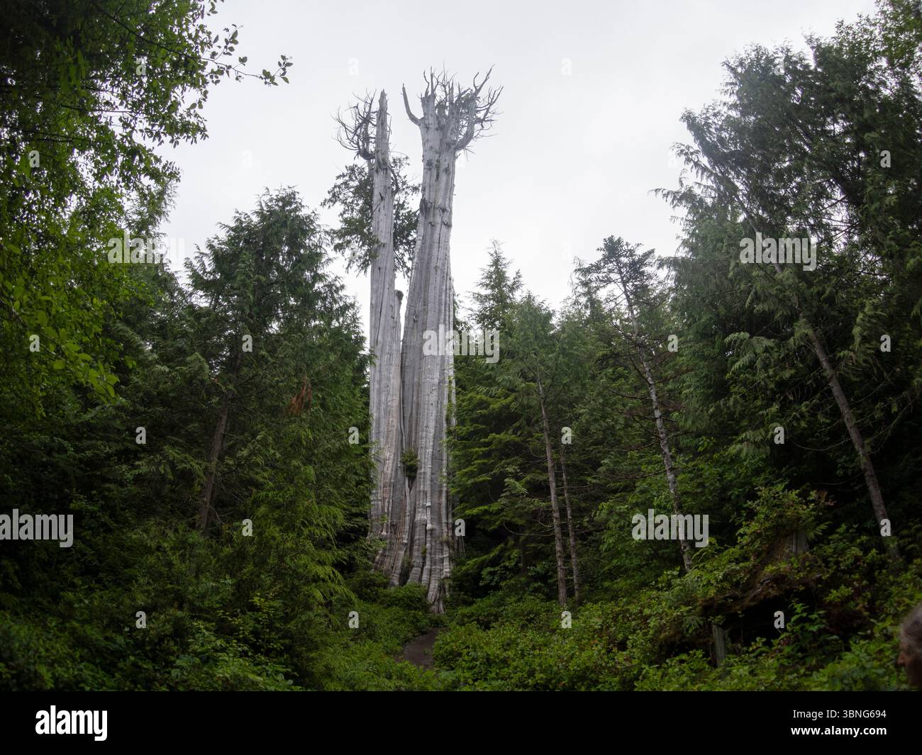 WA26642-00....WASHINGTON - The Duncan Cedar The worlds largest Western ...