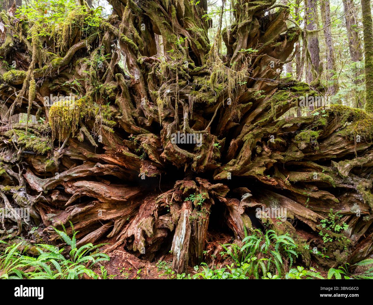 WA26645-00....WASHINGTON - Rootball of a wester red cedar (Thuja ...