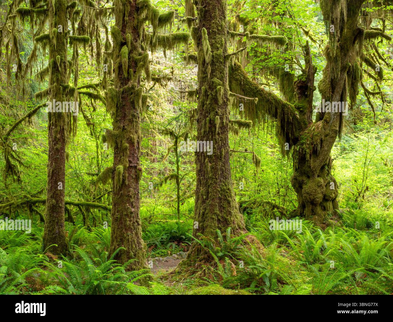 WA26663-00....WASHINGTON - Mixed forest of deciduous trees and ...
