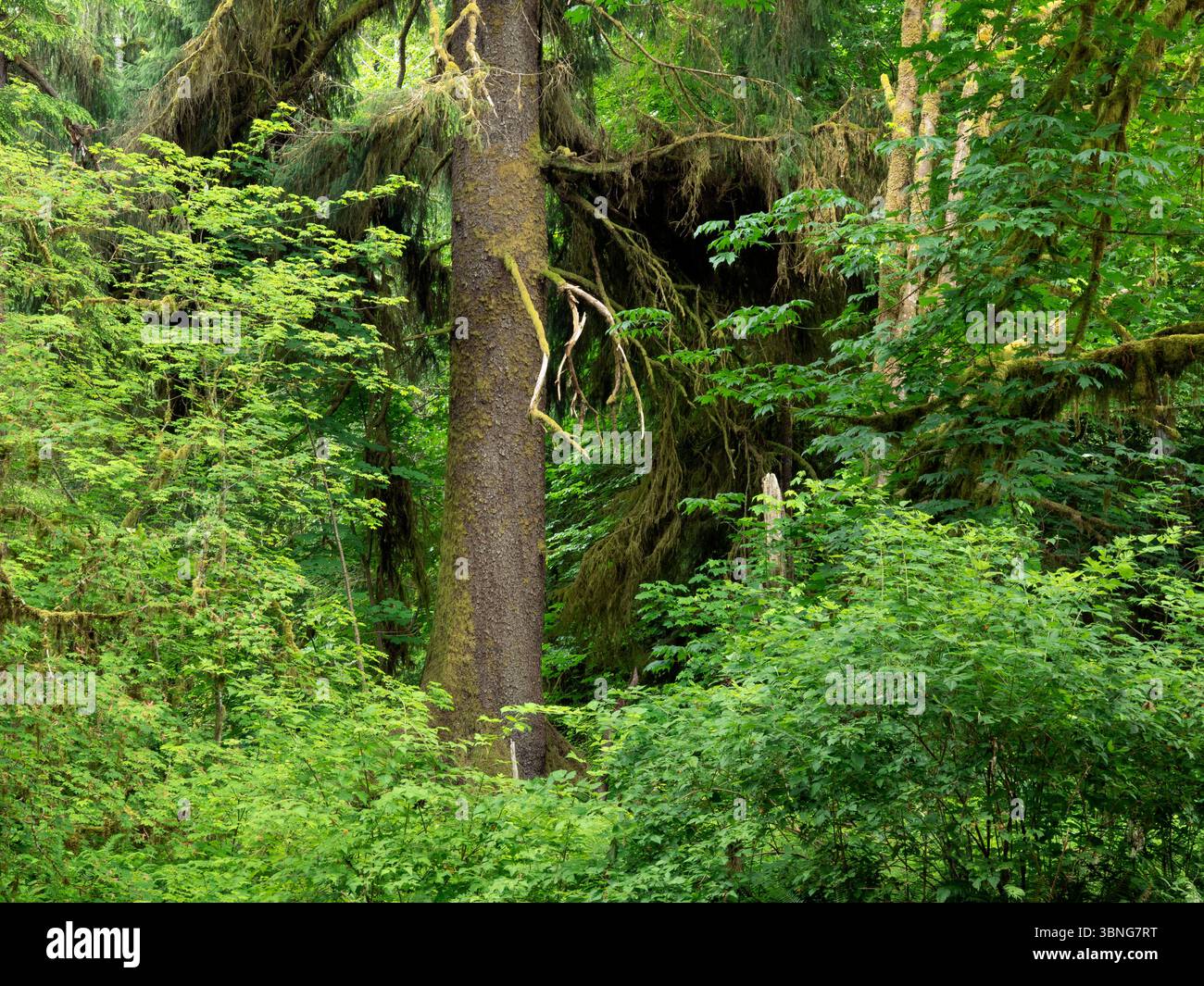 WA26666-00....WASHINGTON -Sitka spruce tree (Picea sitchensis) in the ...