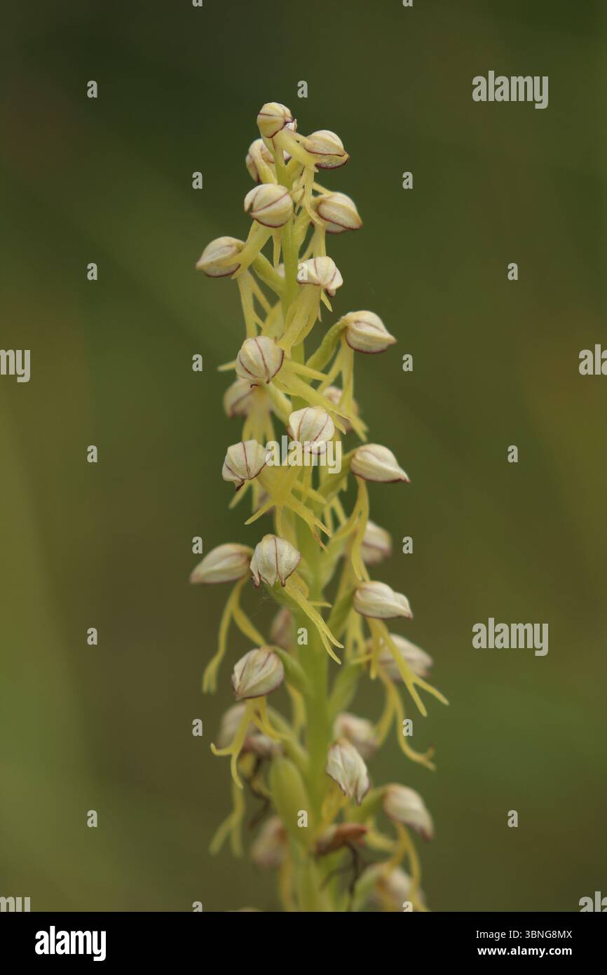 Man Orchid - Orchis anthropophora Stock Photo - Alamy
