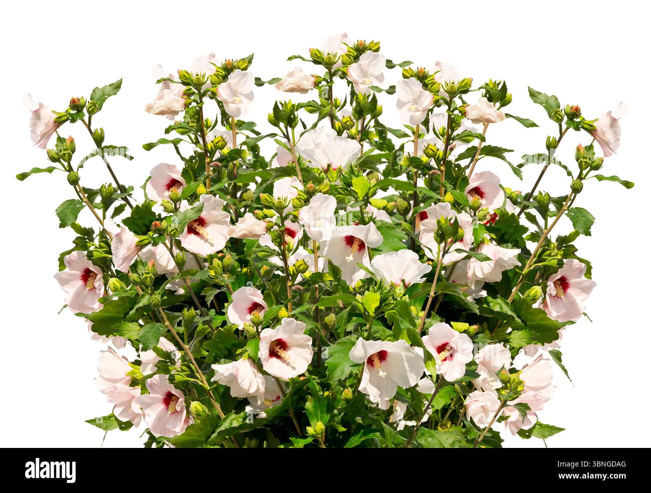 Bouquet of white mallow twigs isolated on white background Stock Photo ...