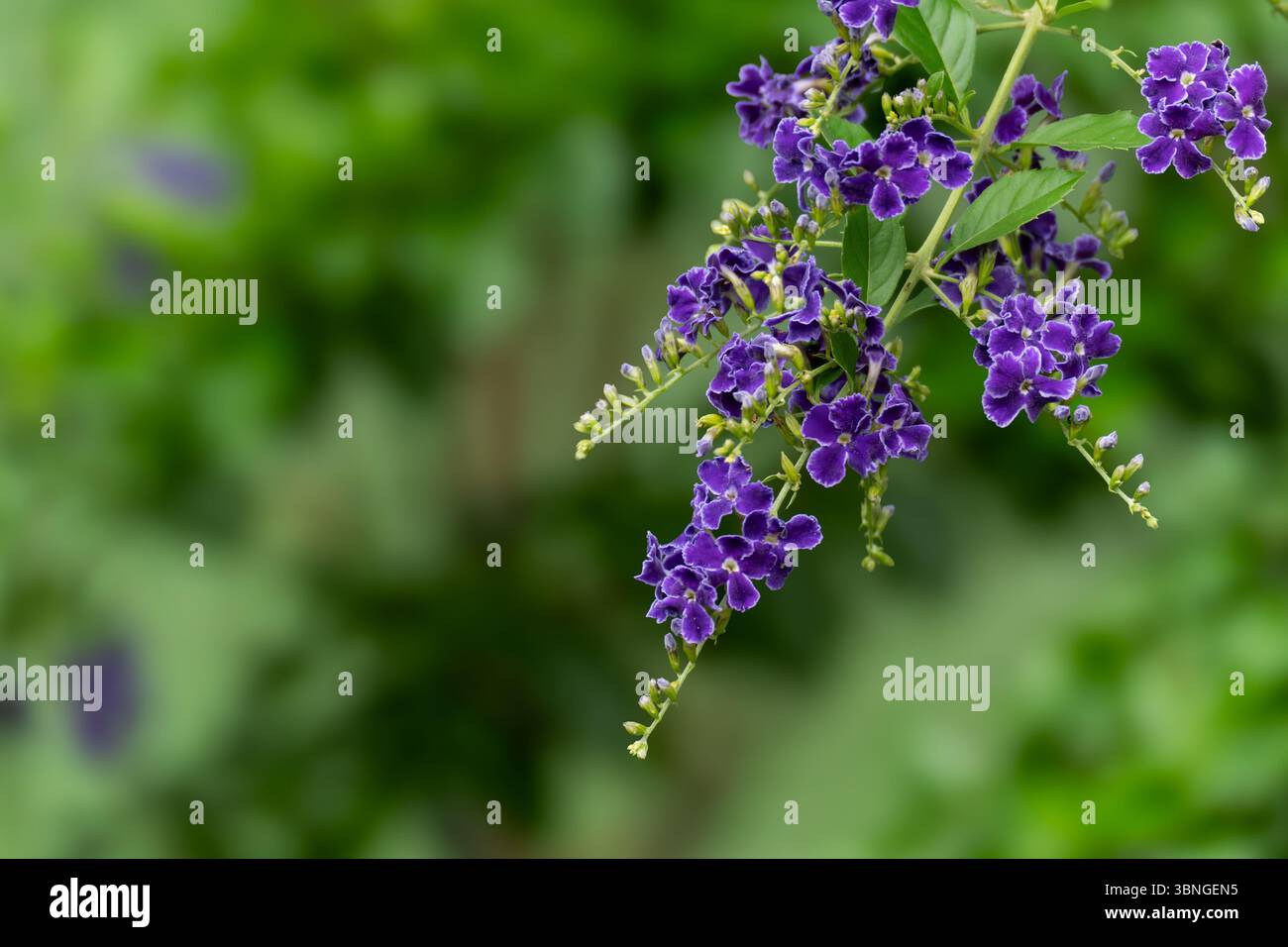 Close-up of Purple Flowers of a Duranta Erecta Plant Stock Photo - Alamy