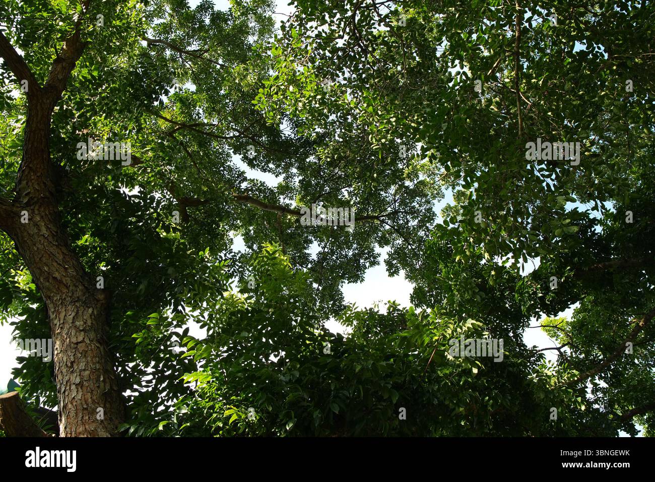 Sunlit Tree Canopy A CloseUp View of Lush Green Foliage and Bright ...