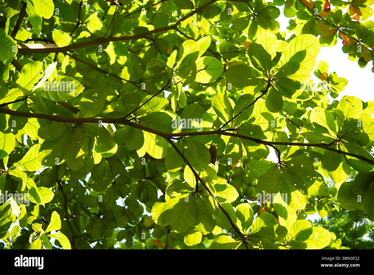 Sunlit Tree Canopy A CloseUp View of Lush Green Foliage and Bright ...