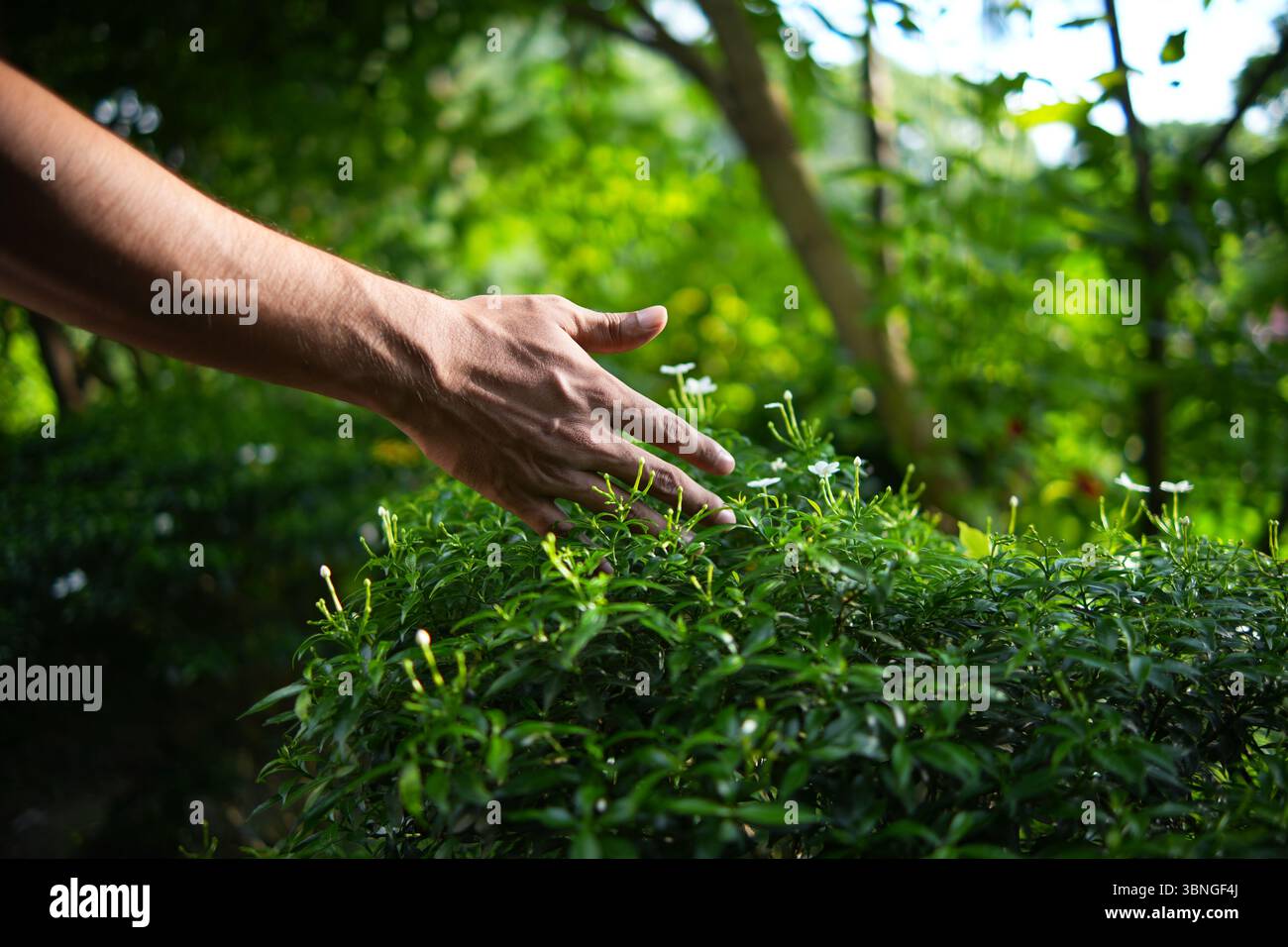 Hand Gently Touching Plants in a Lush Garden Stock Photo - Alamy