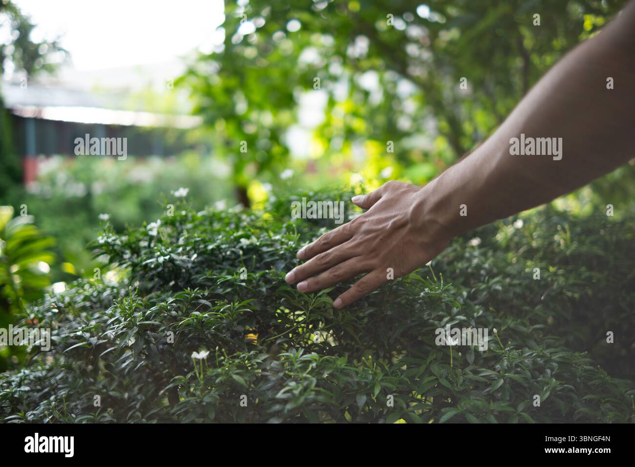 Hand touch plants hi-res stock photography and images - Alamy