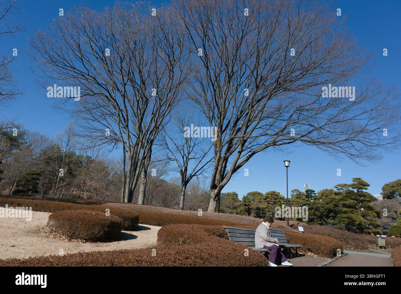 Elder resting on a bench under leafless winter trees in Tokyo’s ...