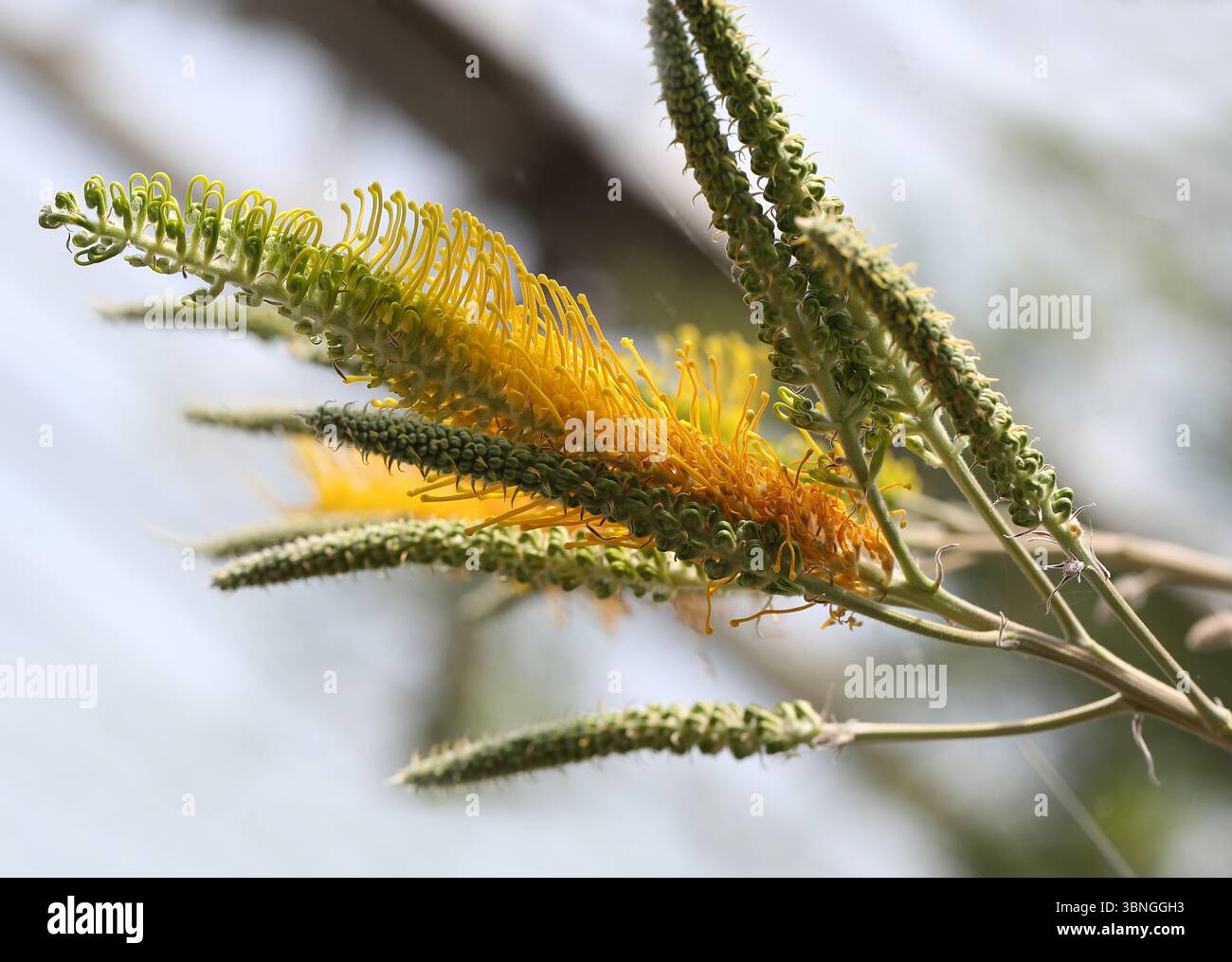 Yellow flame grevillea hi-res stock photography and images - Alamy
