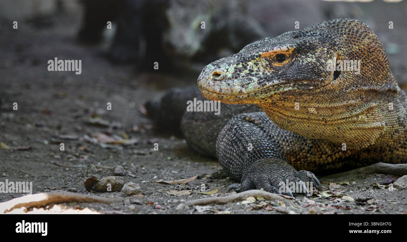 Large Komodo dragon resting on the ground in Komodo National Park ...