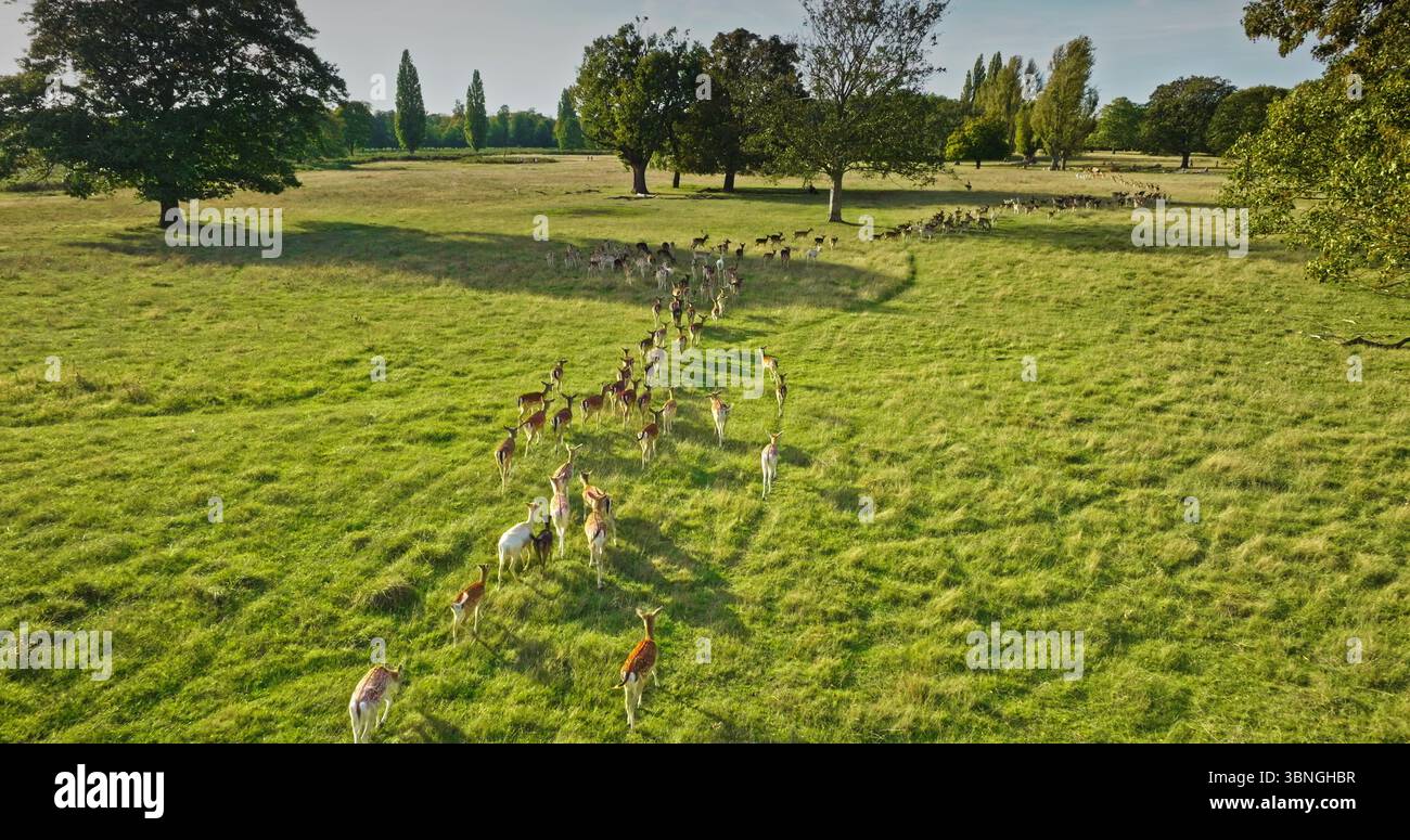 Big group of fallow deer walking green field, creating line move ...