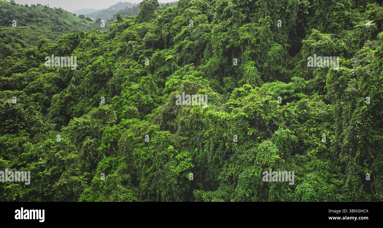 Aerial drone footage captures the breathtaking expanse of vibrant green ...