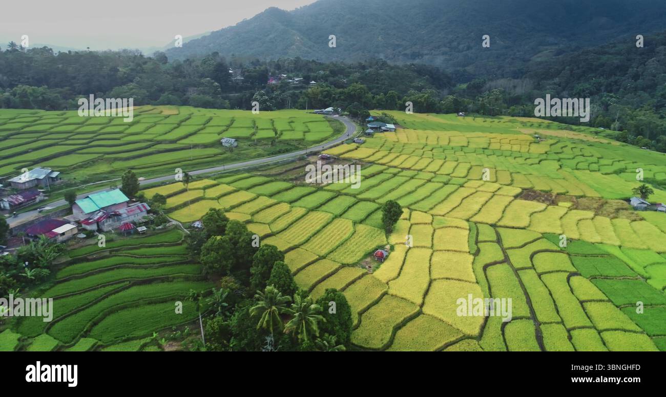 Lush green and golden rice terraces hillside, stunning patchwork under ...