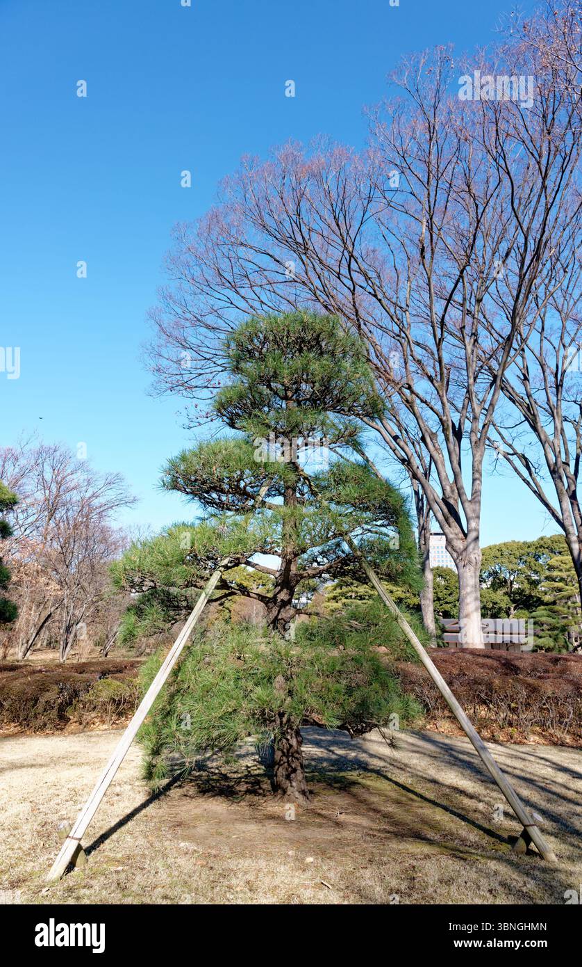 A carefully pruned pine tree in a Tokyo park in early January ...