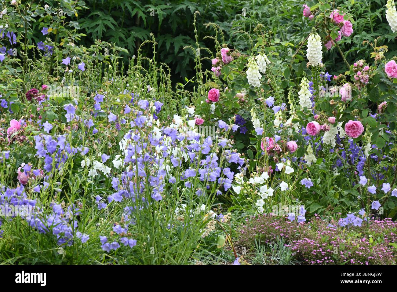Romantic mixed summer border planting in pink blue and white of old ...