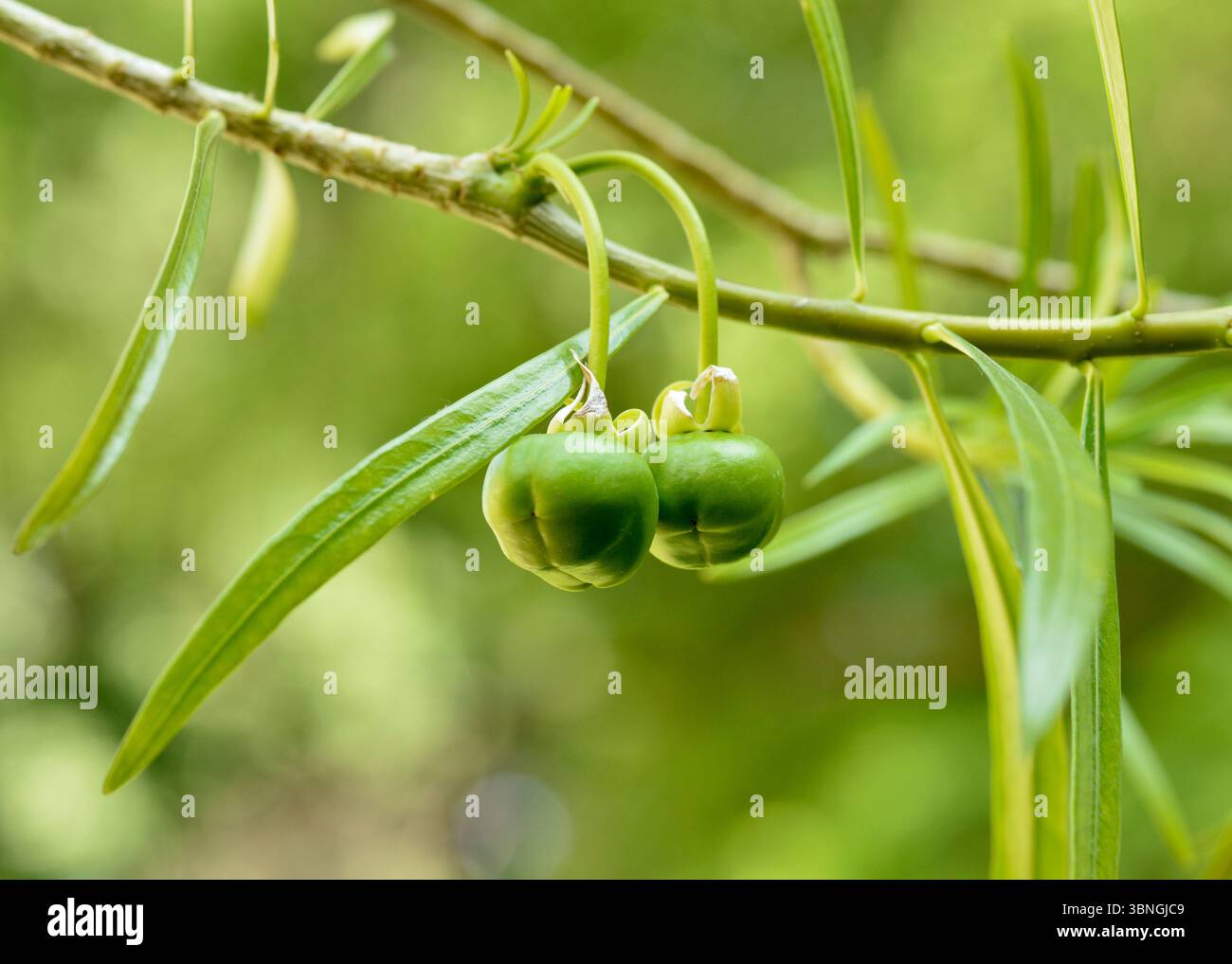 Immature green fruits of Cascabela thevetia (L.) Lippold, commonly ...