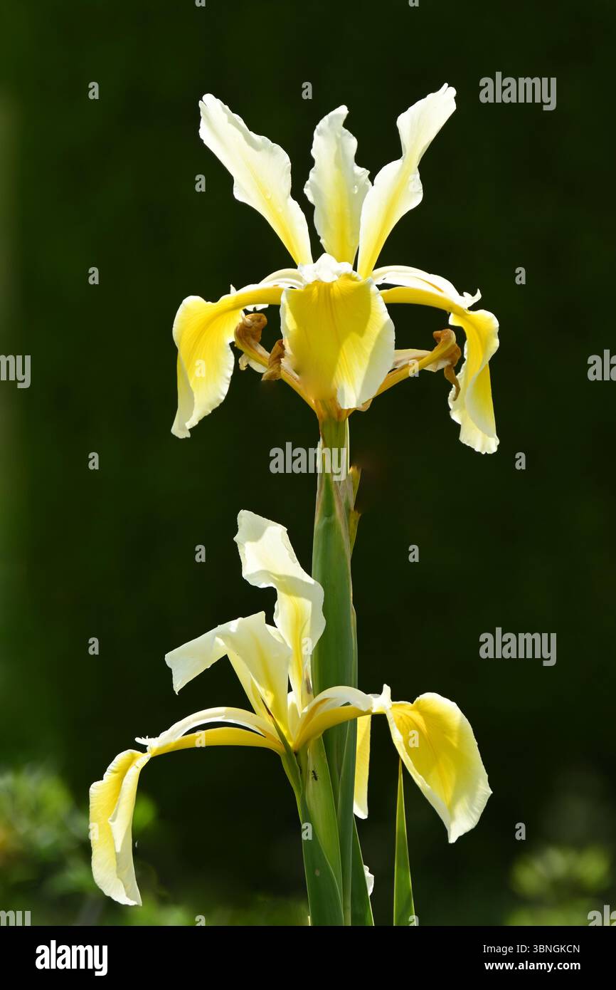 Iris gigantea hi-res stock photography and images - Alamy