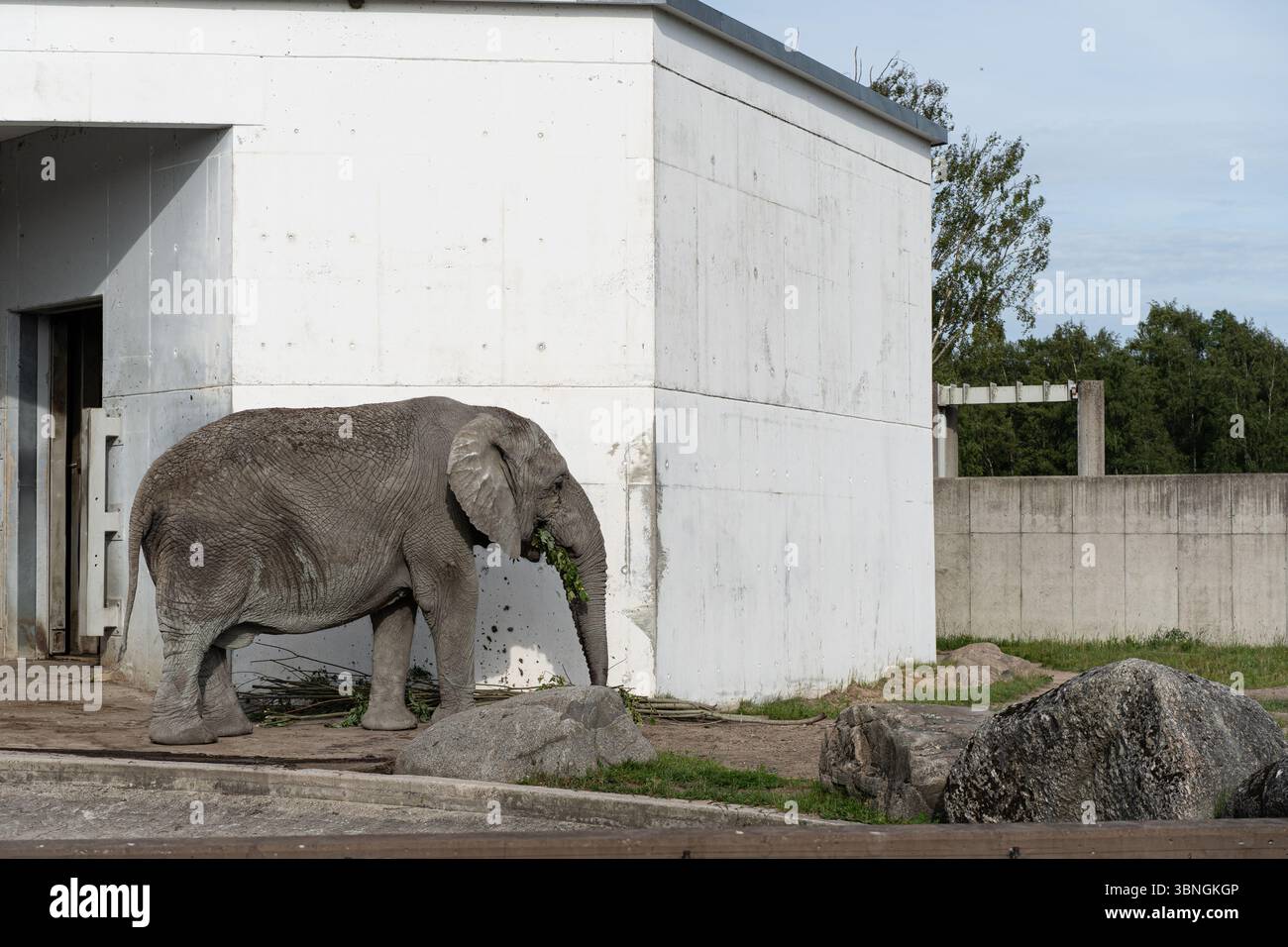 African elephant walking in its enclosure at Tallinn Zoo, Estonia ...