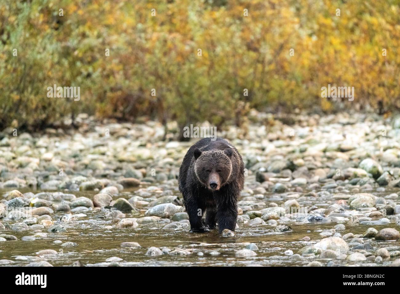 Grizzly bear - Ursus arctos horribilis - in Smith Inlet, Great Bear ...