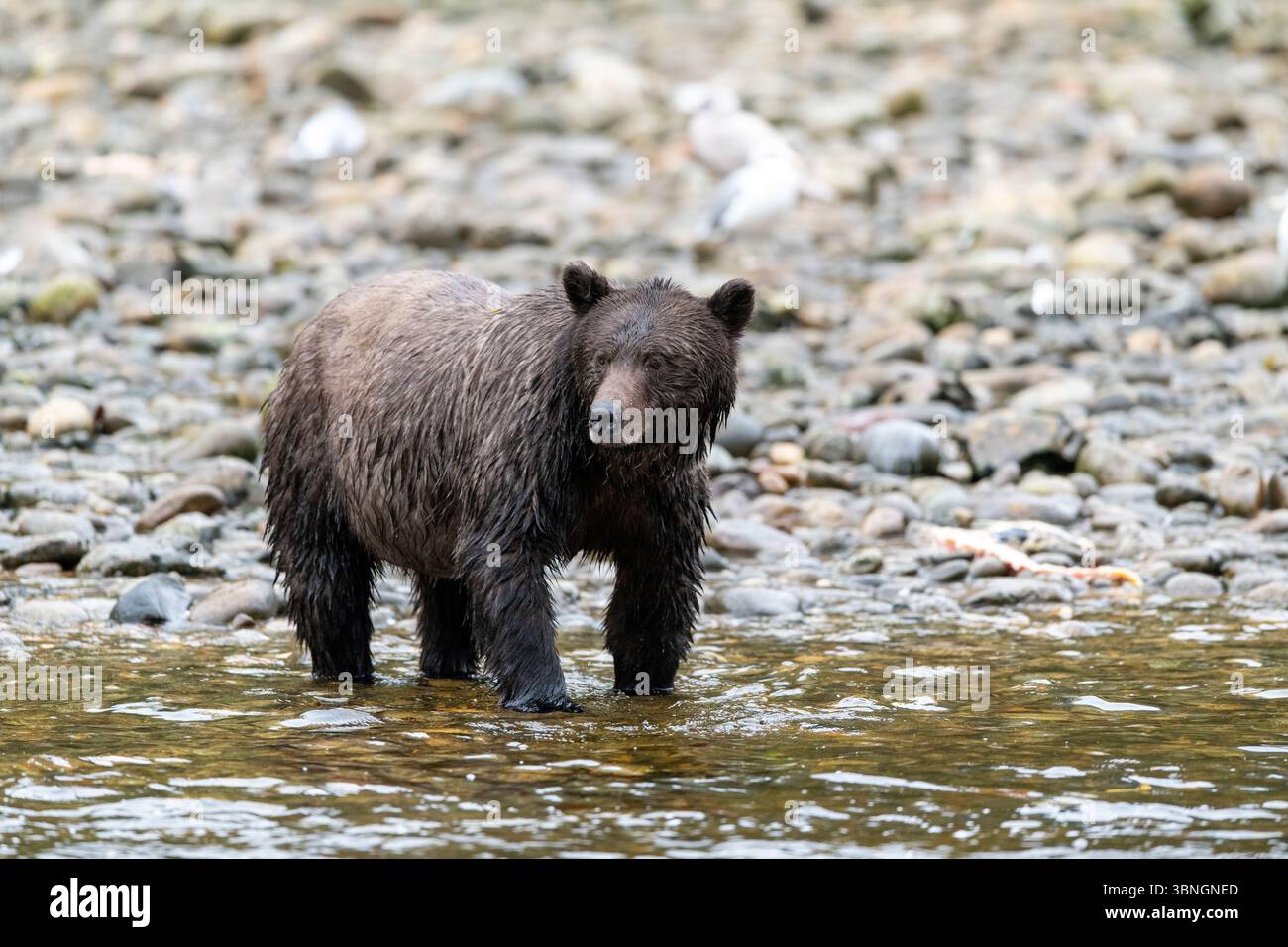 Grizzly bear - Ursus arctos horribilis - in Smith Inlet, Great Bear ...
