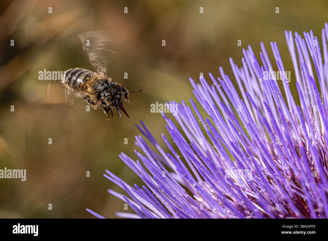spanish honey bee sipping on a wild flower Stock Photo - Alamy