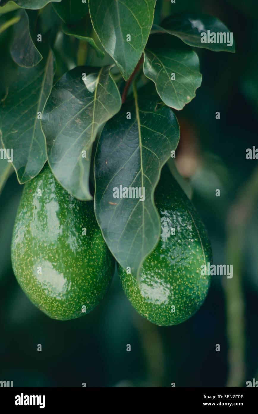 Avocado farming tropics hi-res stock photography and images - Alamy