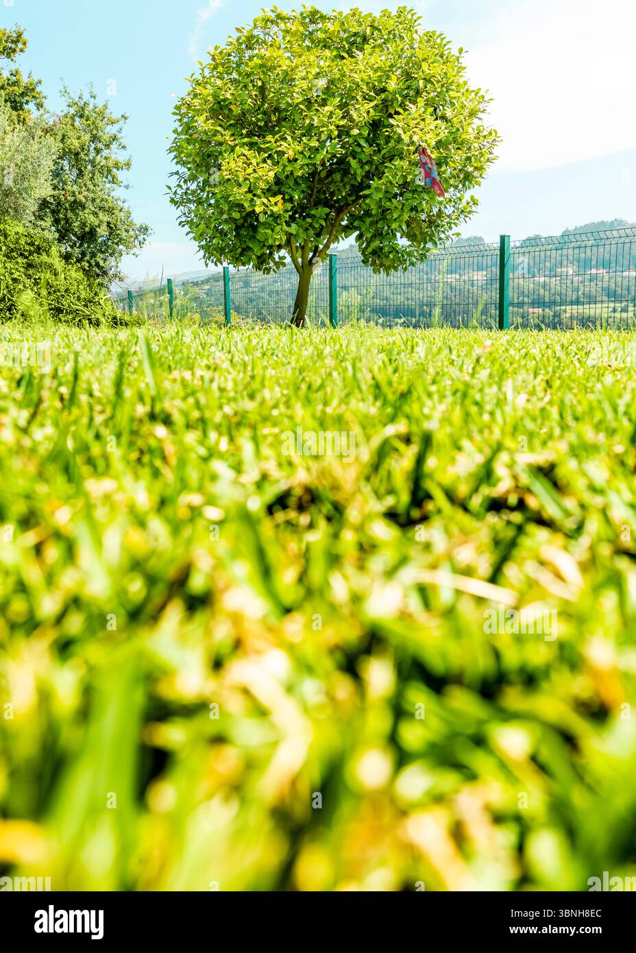 A low-angle shot of a lush green lawn with a tree in the center. A ...