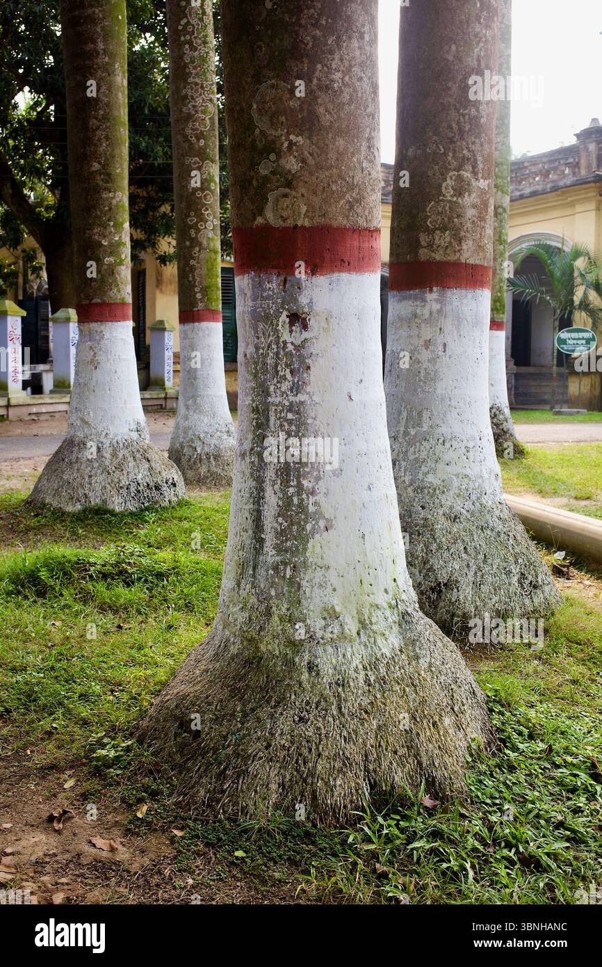 Pest deterrent tree paint hi-res stock photography and images - Alamy