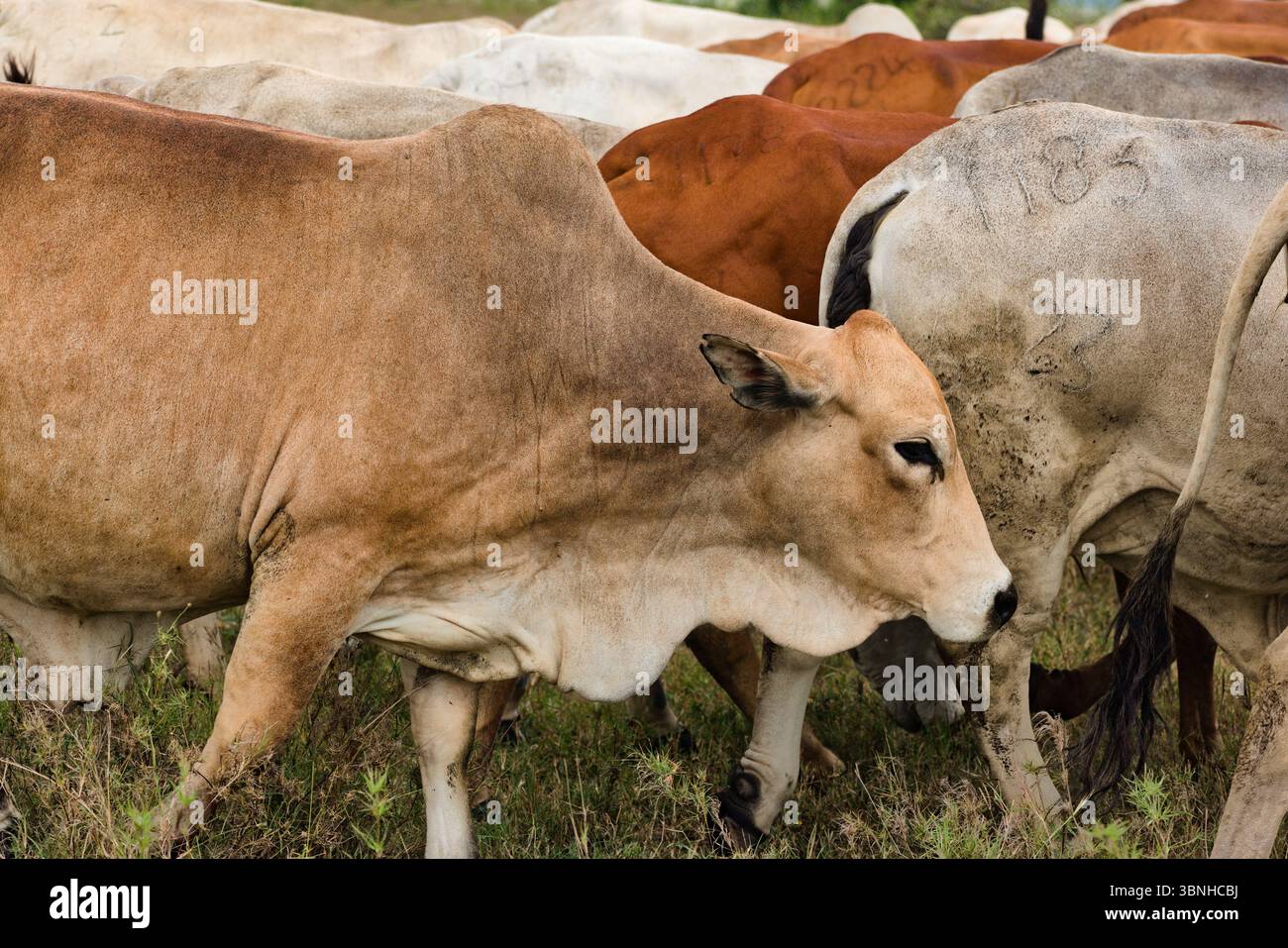 Boran cattle raised at a Research Istation by ILRI-CGIAR, Kanya, Africa ...