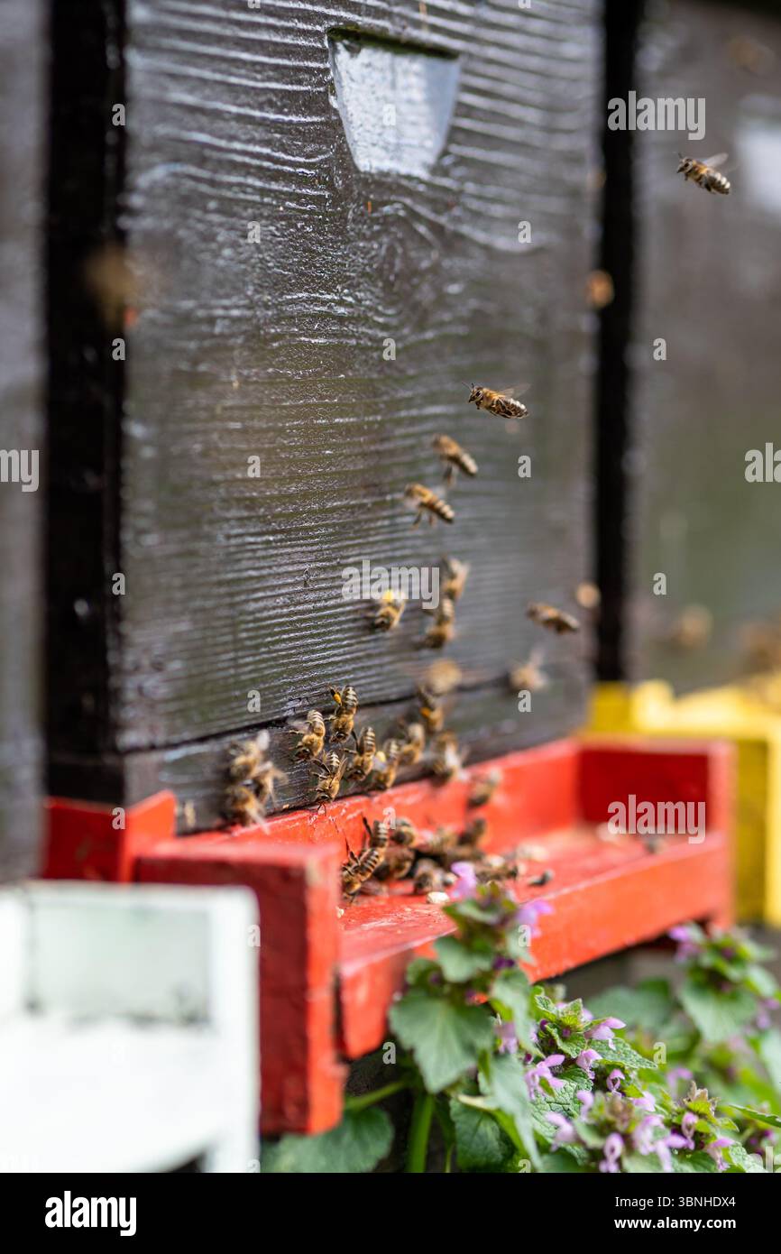 Honey bees flying around colorful beehive entrance on bright summer day ...