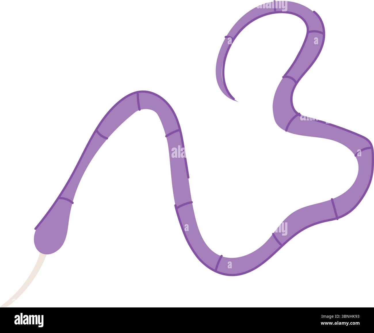 tapeworm parasite cartoon vector illustration Stock Vector Image & Art ...