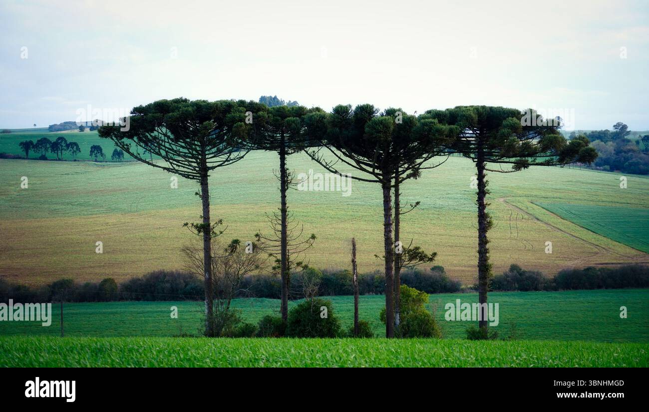 Parana pine trees hi-res stock photography and images - Alamy