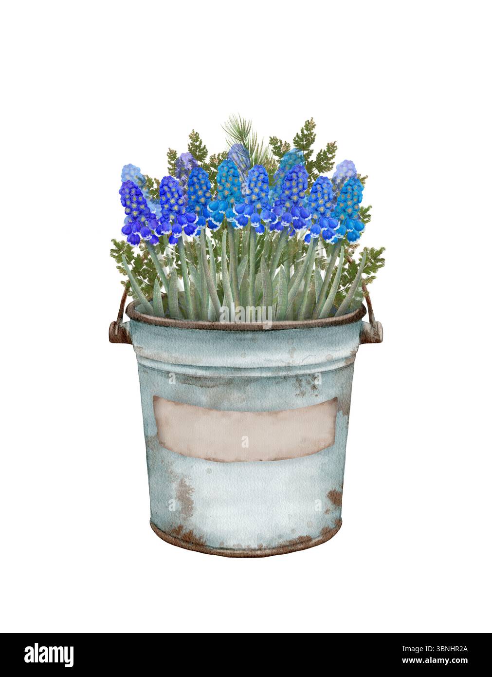 Blue Muscaria Flowers and Vintage Enamel Bucket, Isolated Watercolor ...