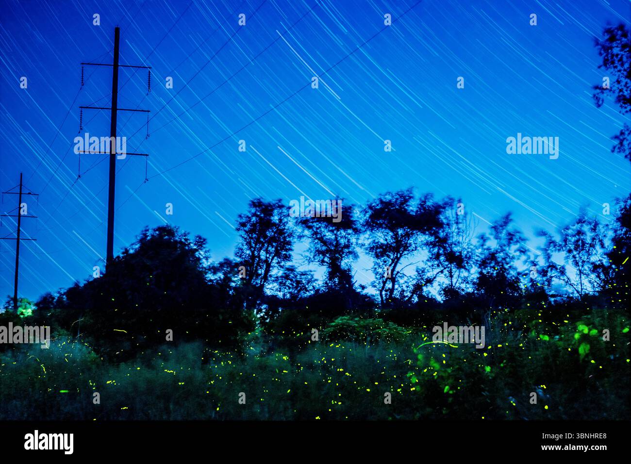 Fireflies and stars in the night sky hi-res stock photography and ...