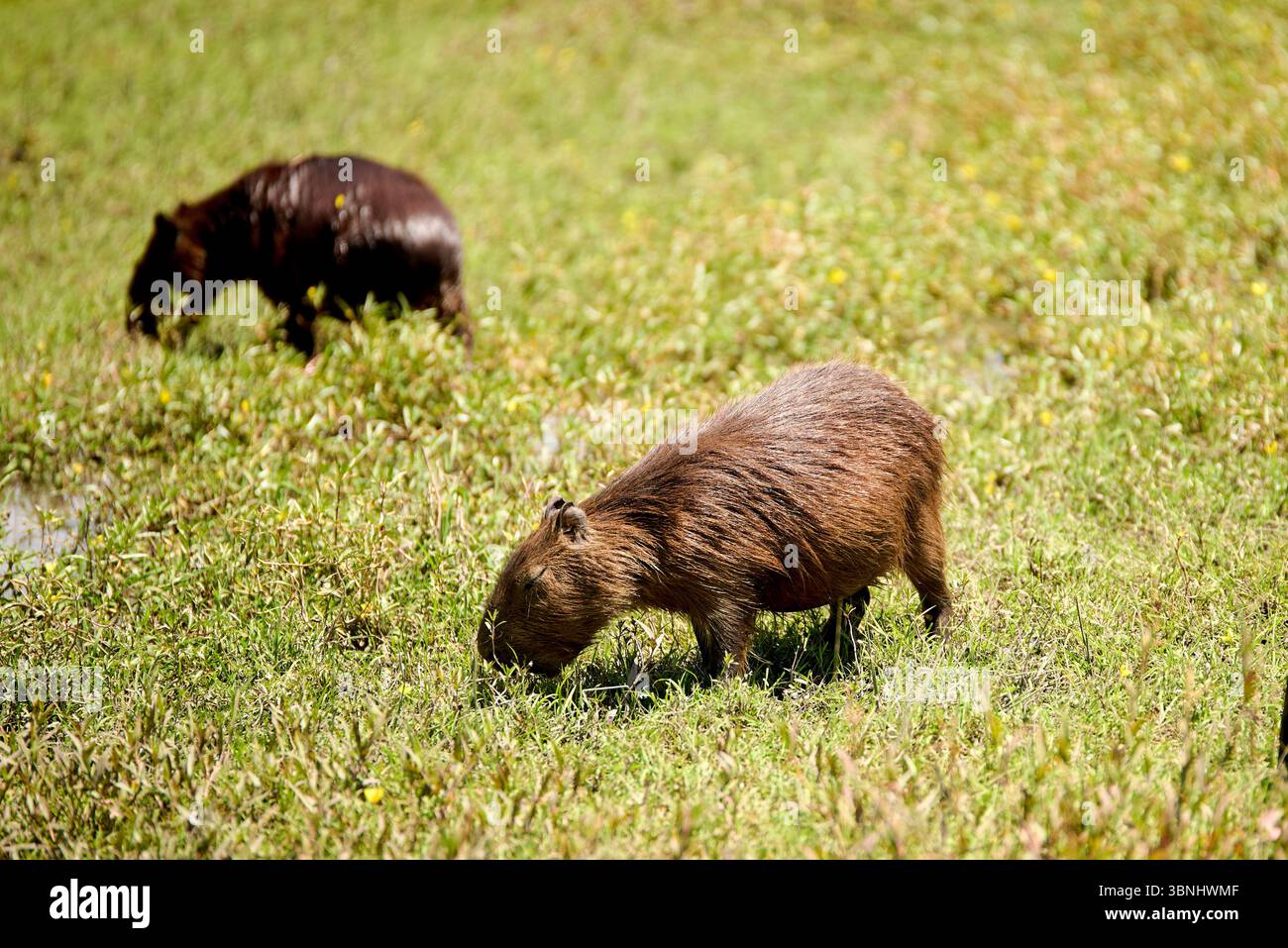 Pair of capybaras, hydrochoerus hydrochaeris. It is the largest living ...