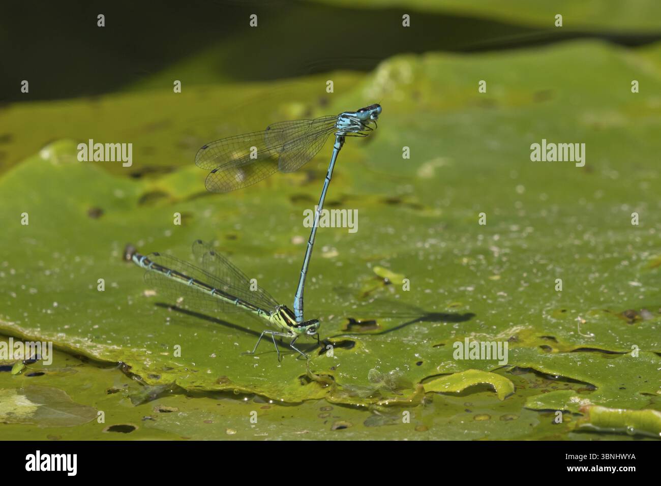 Common blue damselfly (Enallagma cyathigerum) two adult insects mating ...